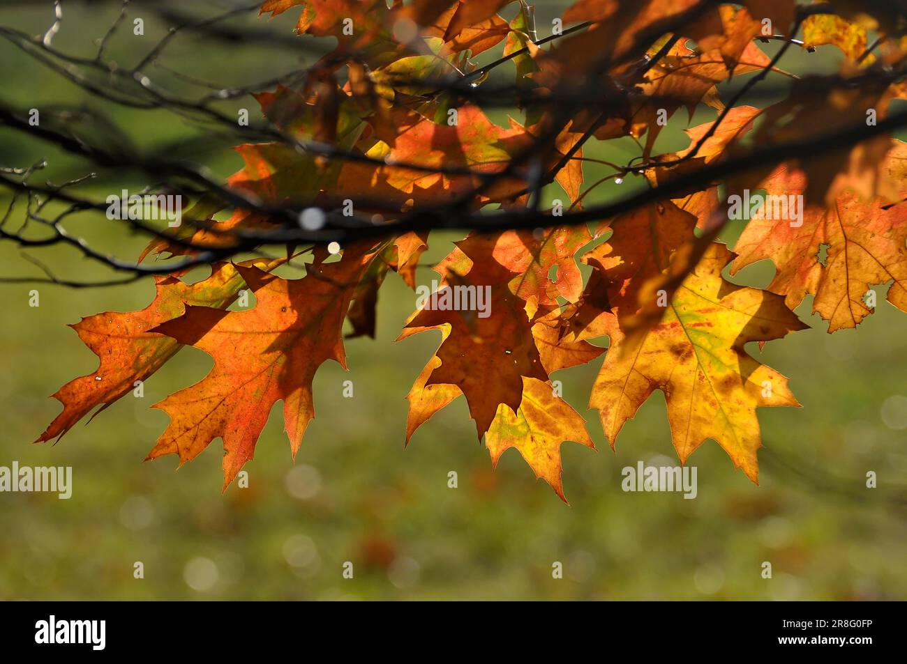 Red oak branch with colourful autumn leaves Stock Photo - Alamy