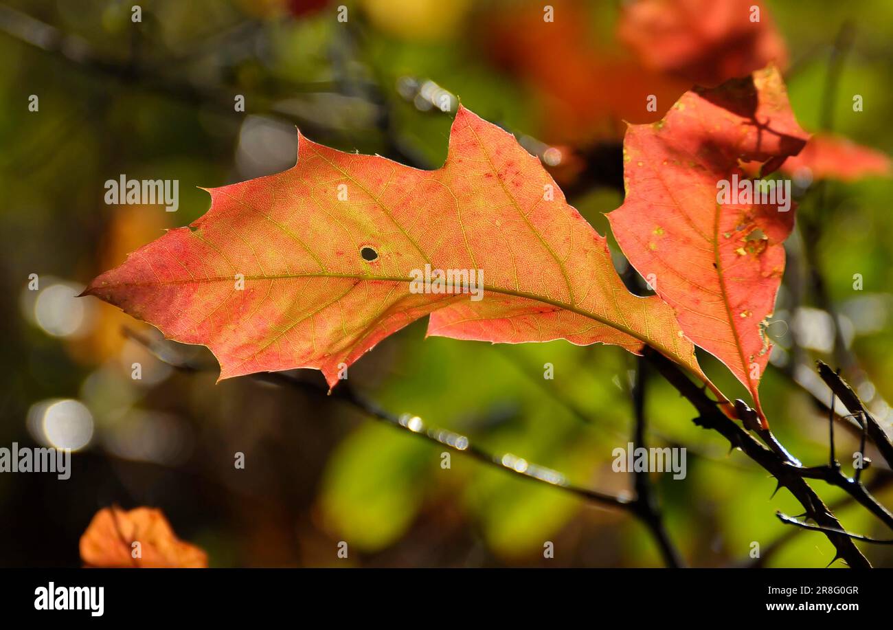 Red oak branch with colourful autumn leaves Stock Photo - Alamy