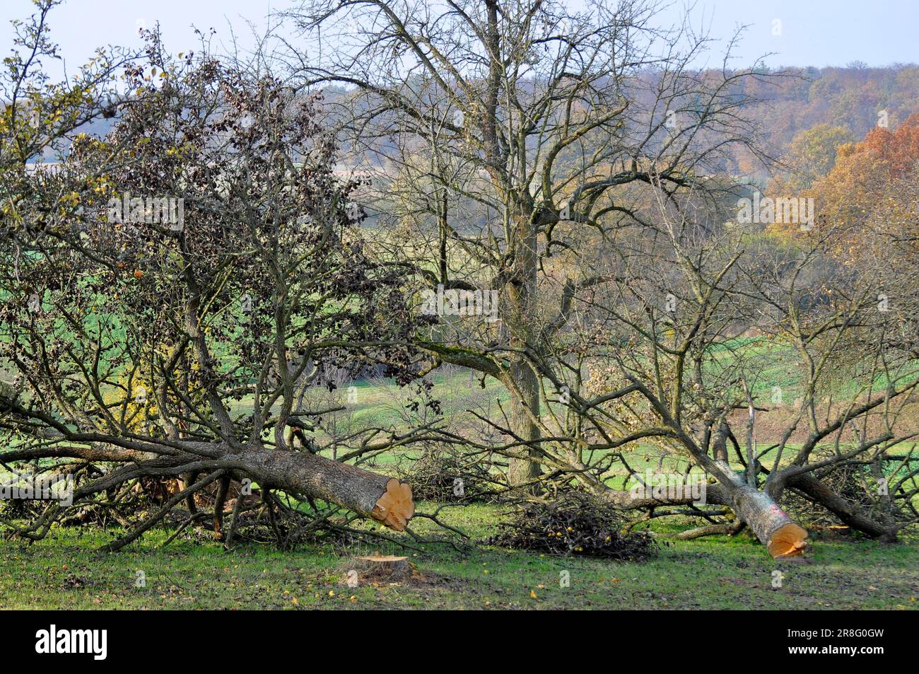 Old felled pear tree in fruit tree meadow Stock Photo - Alamy