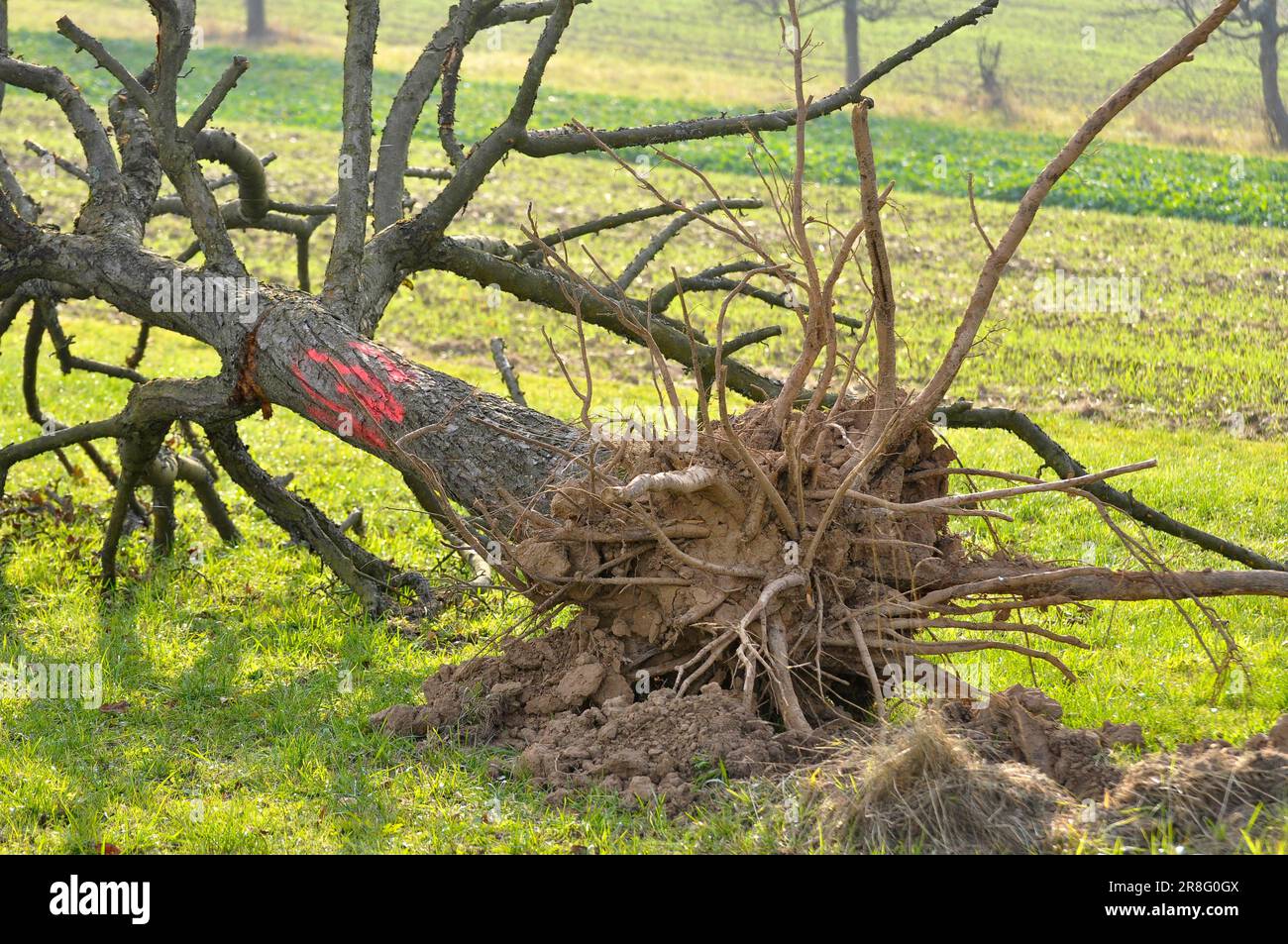 Old felled pear tree in fruit tree meadow Stock Photo - Alamy