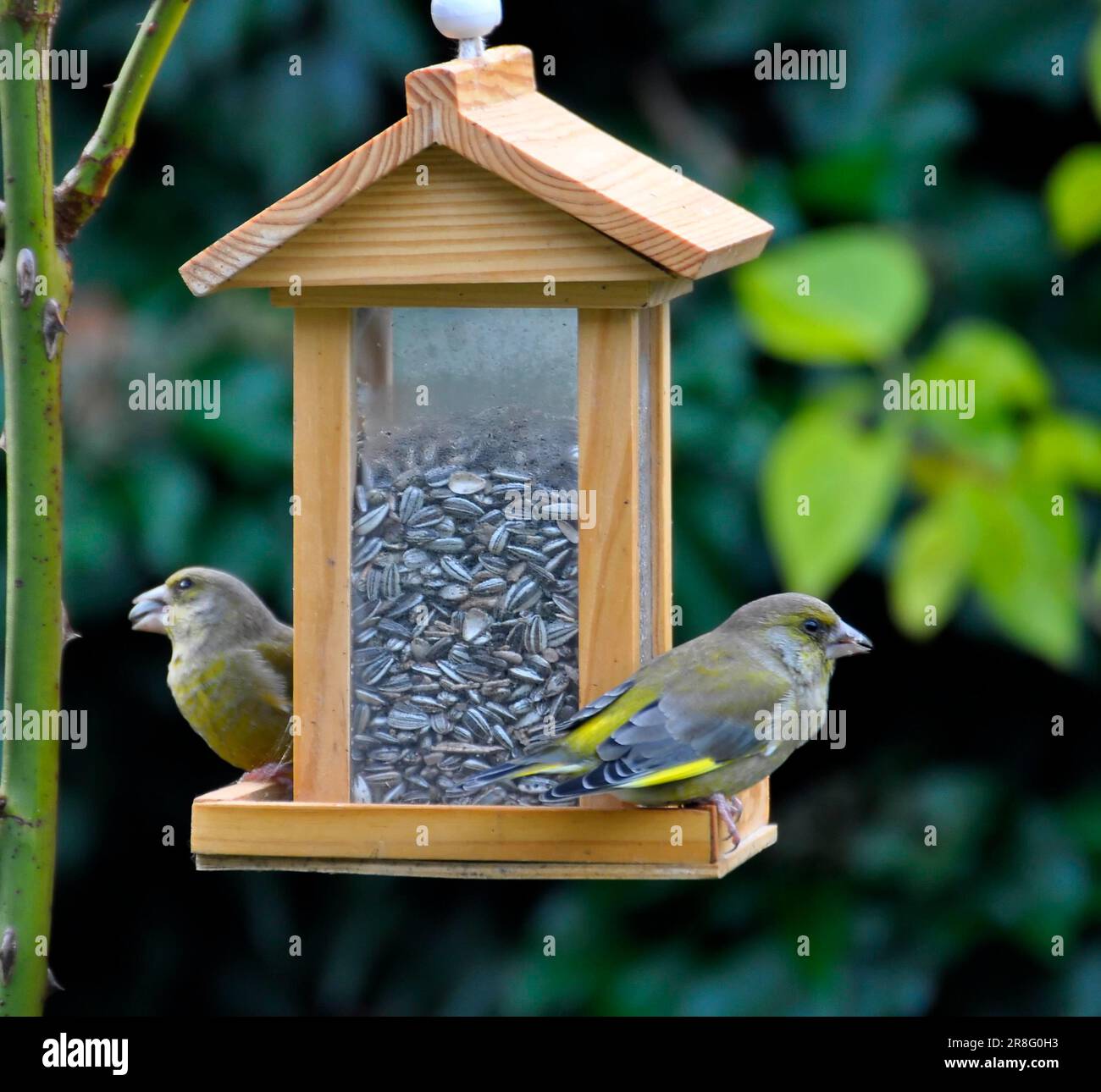European greenfinch (Carduelis chloris) with sunflower seeds at the ...