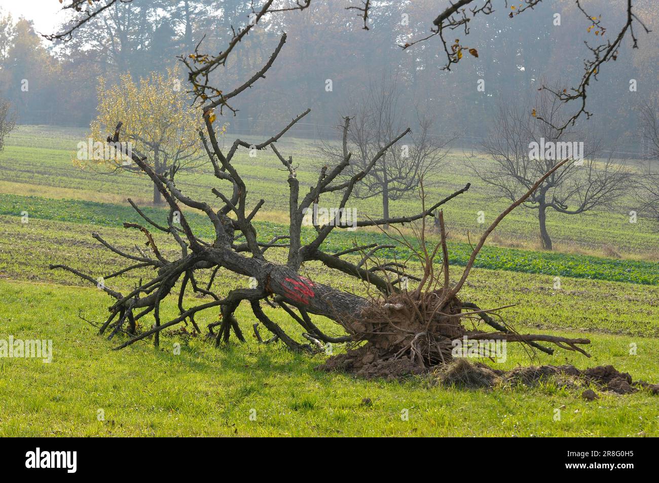 Old felled pear tree in fruit tree meadow Stock Photo - Alamy