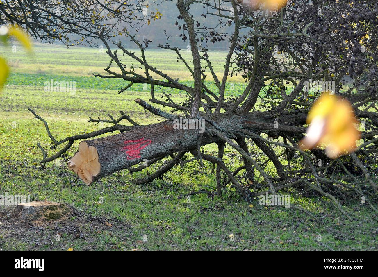 Old felled pear tree in fruit tree meadow Stock Photo - Alamy