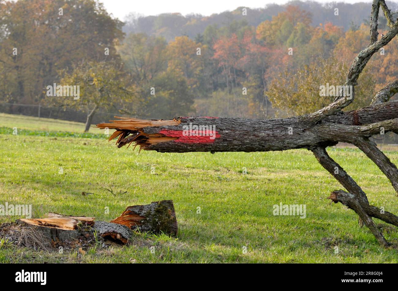 Old felled pear tree in fruit tree meadow Stock Photo - Alamy