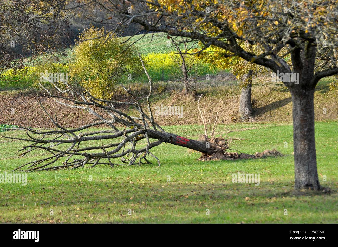 Old felled pear tree in fruit tree meadow Stock Photo - Alamy