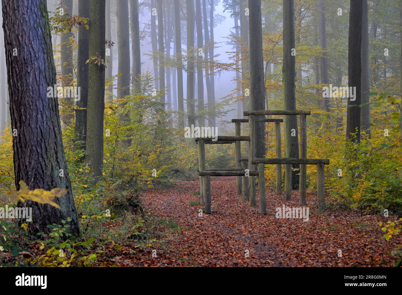 Deciduous forest in autumn, trim trail, Maulbronn Stock Photo - Alamy