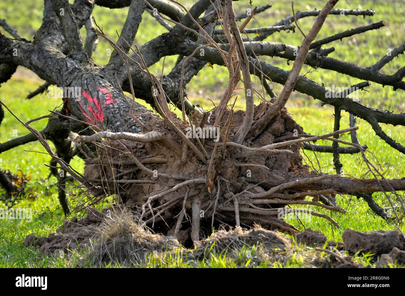 Old felled pear tree in fruit tree meadow Stock Photo - Alamy