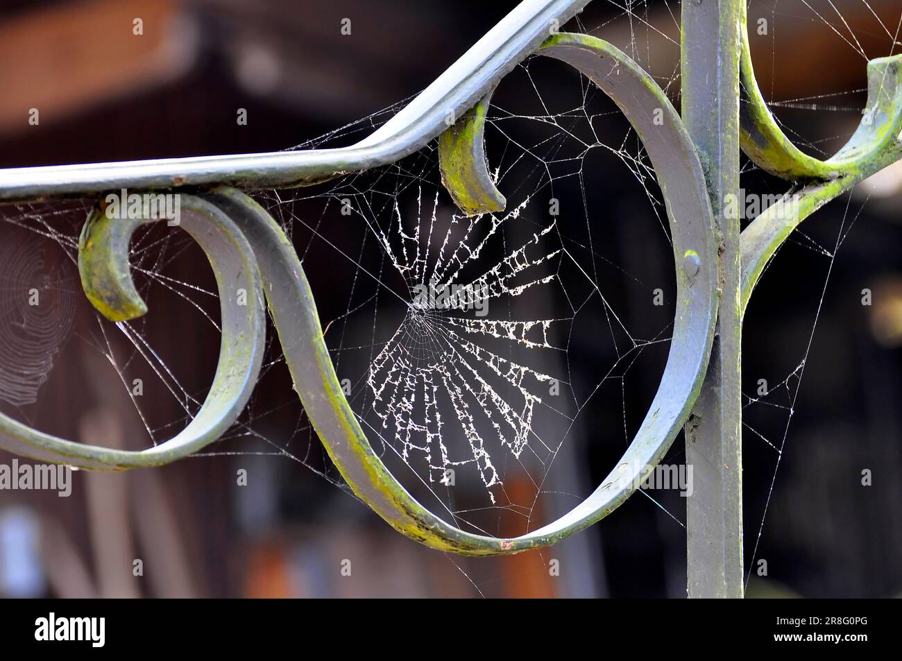 Spider on railing hi-res stock photography and images - Alamy