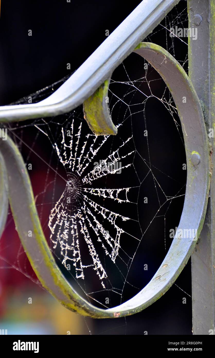 Insect on railing hi-res stock photography and images - Alamy