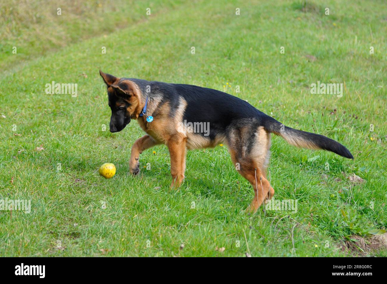 Puppy with apple hi-res stock photography and images - Alamy