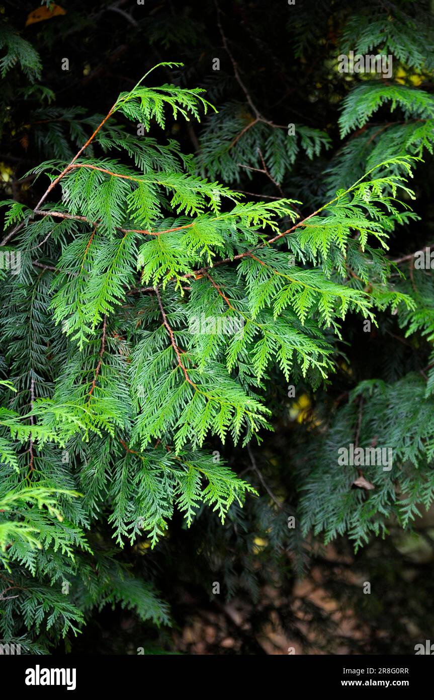 Thuja branch, arborvitae (Thuja occidentalis), Occidental Thuja, Common ...