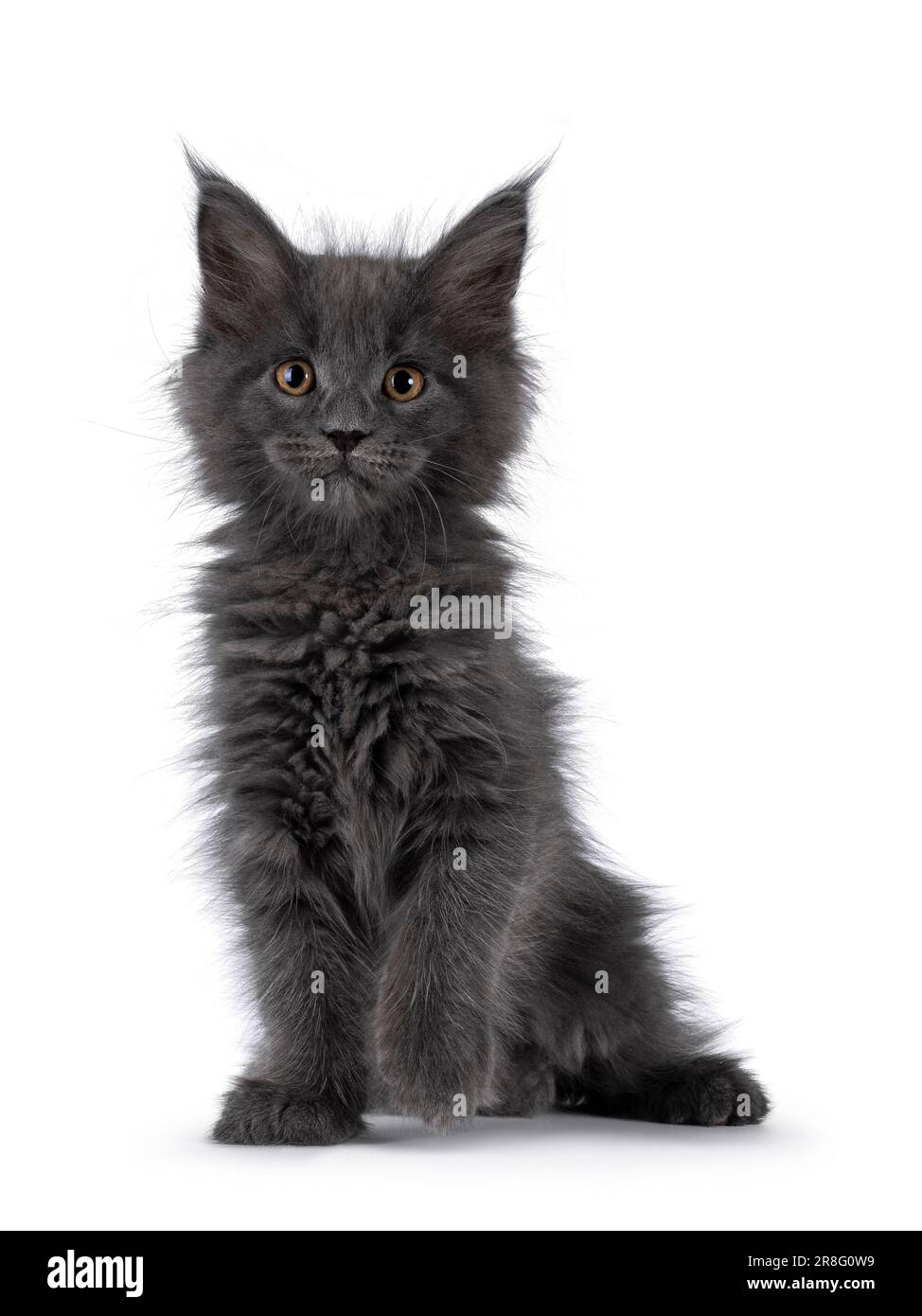 Amazing solid blue Maine Coon cat kitten, sitting up facing front with ...