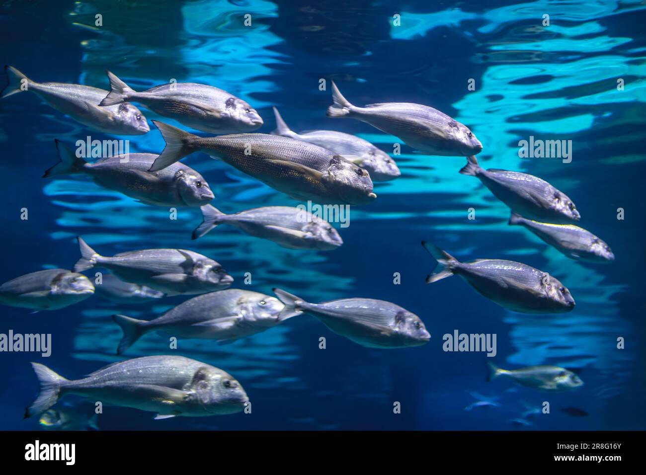 Large school of fish swimming in the water in the aquarium . Fish of deep sea water Stock Photo ...