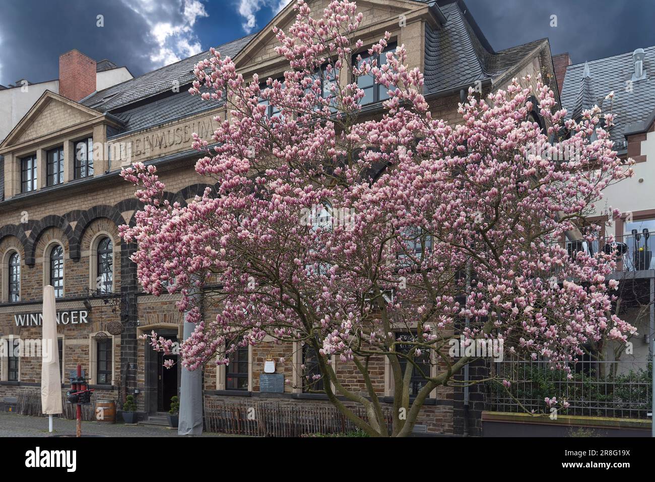 Flowering magnolias (Magnolia) at the Rhine Museum, Koblenz, Rhineland ...