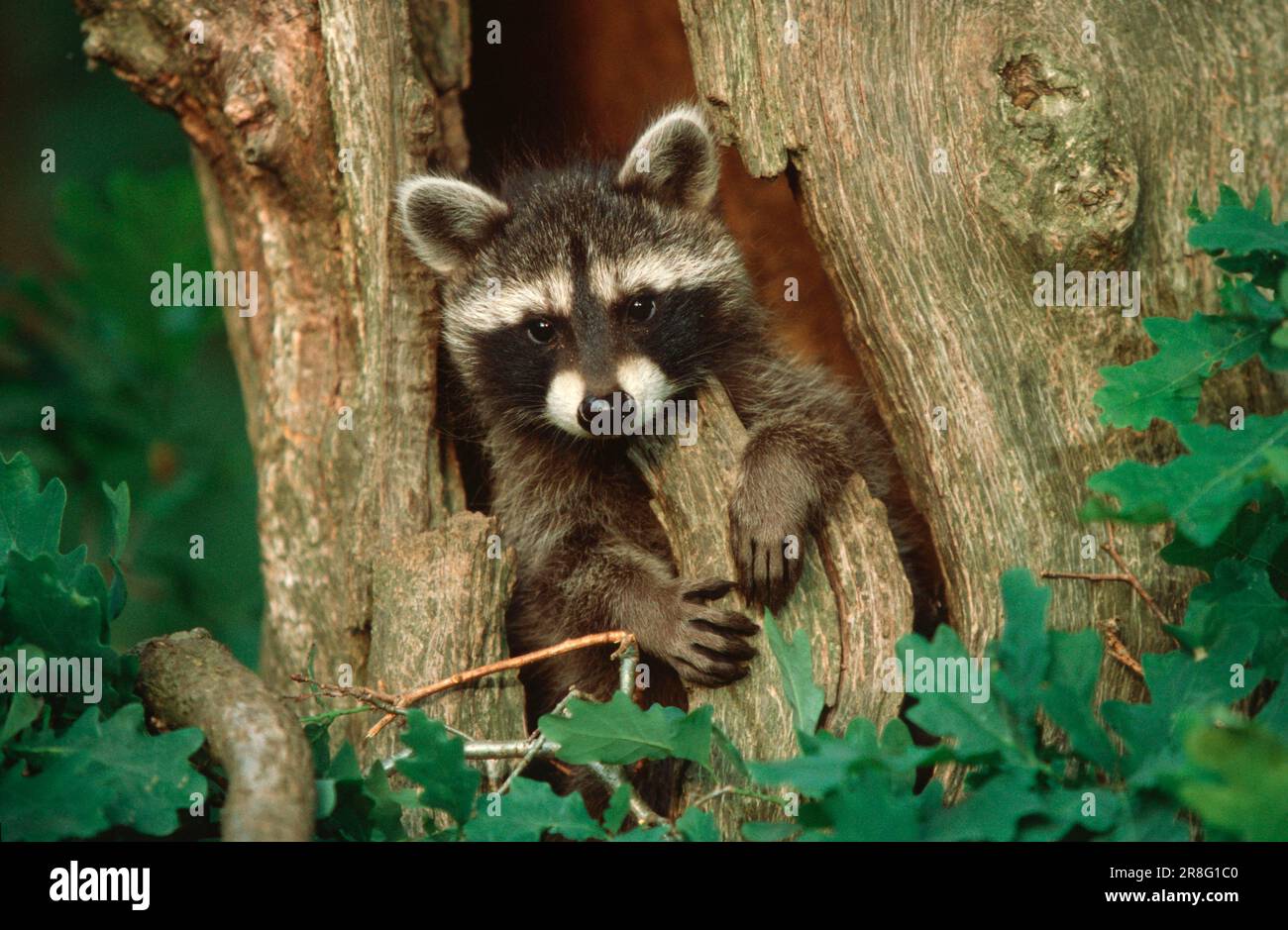 Raccoon In Tree Hollow