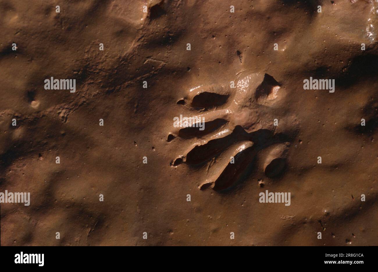 Raccoon (Procyon lotor), footprint in mud Stock Photo - Alamy
