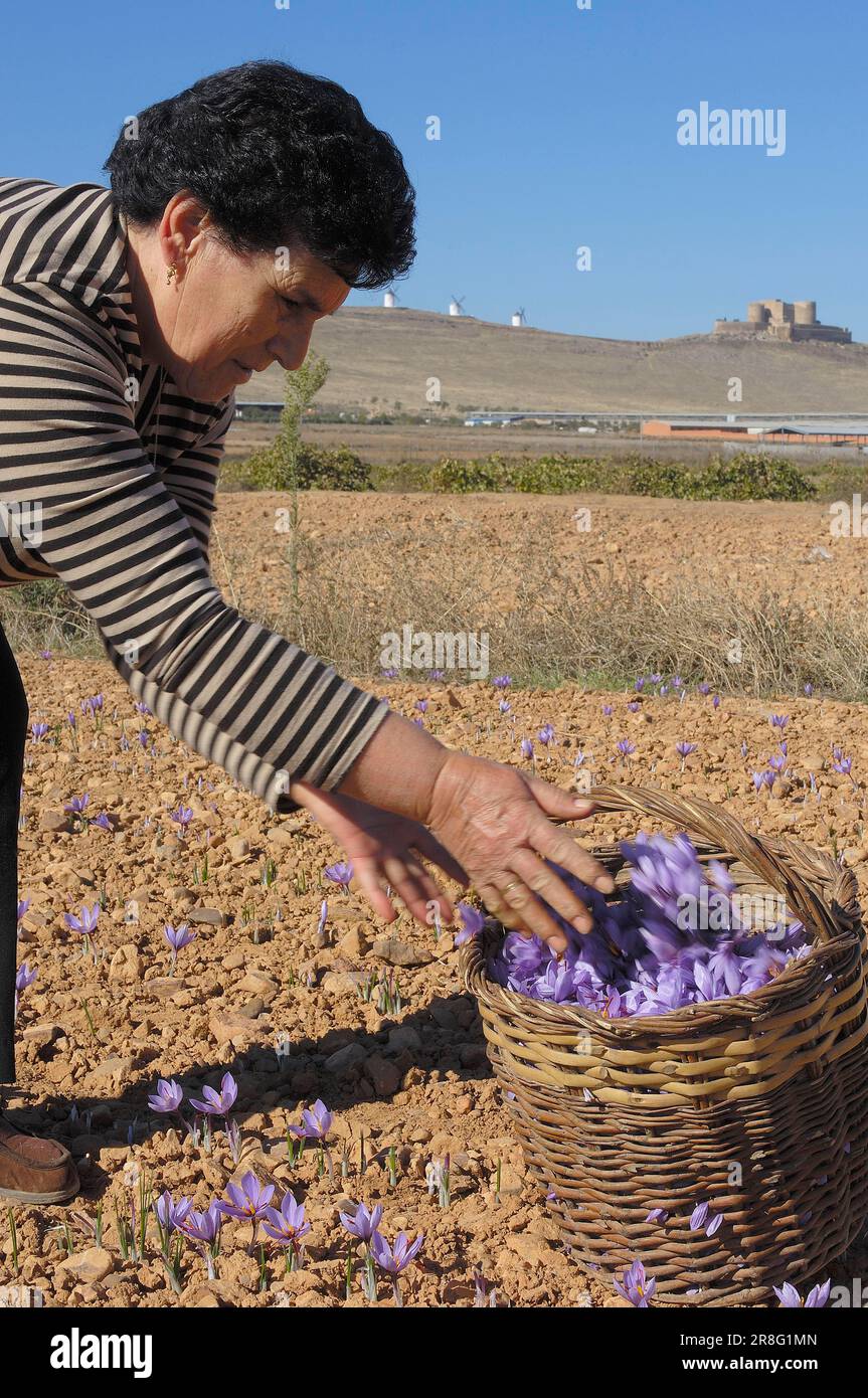 Real saffron, Consuegra, Castile-La Mancha, saffron crocus (Crocus ...