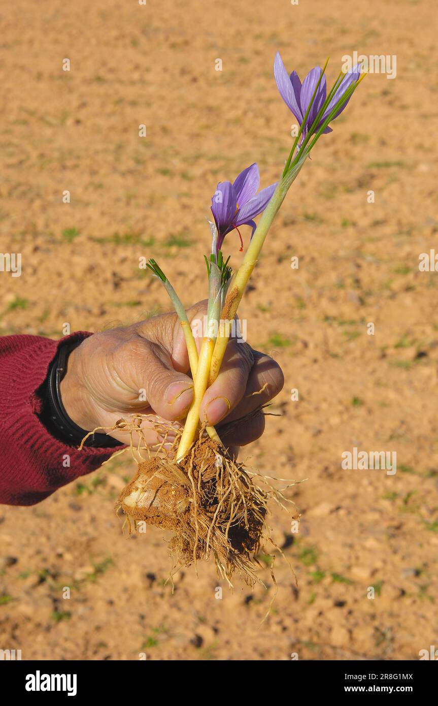 Real saffron, Consuegra, Castile-La Mancha, saffron crocus (Crocus ...