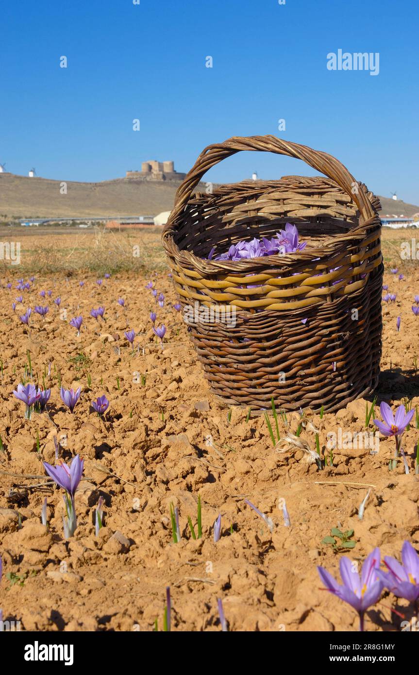 Real saffron, in basket, Consuegra, Castile-La Mancha, saffron crocus ...