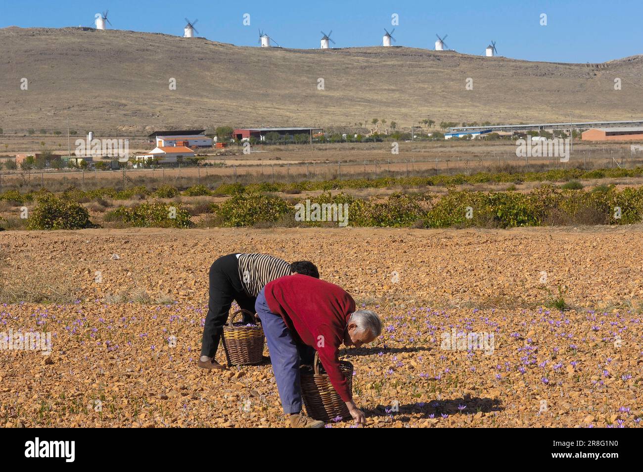 Real saffron, Consuegra, Castile-La Mancha, saffron crocus (Crocus ...