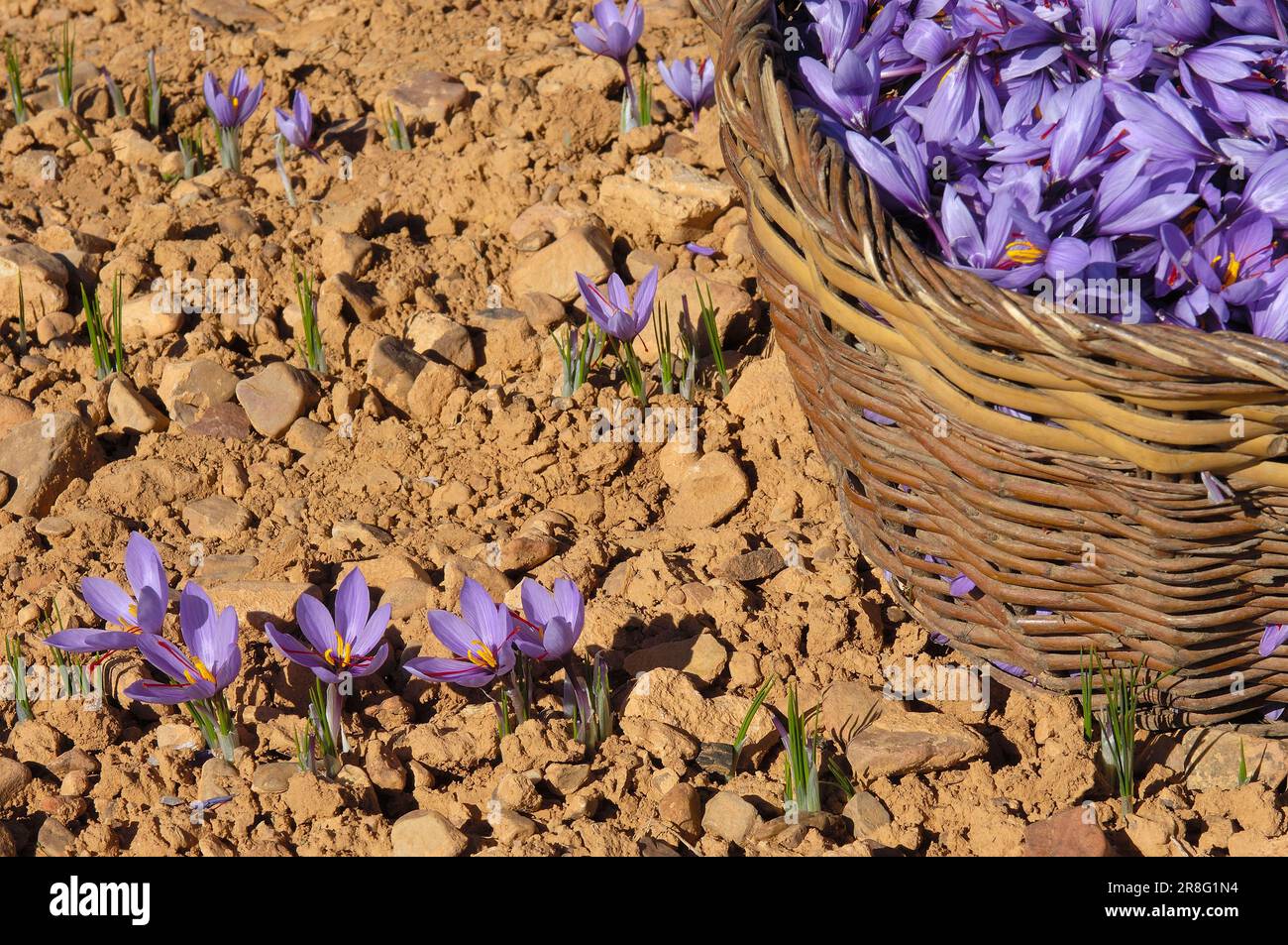 Castile herald hi-res stock photography and images - Alamy