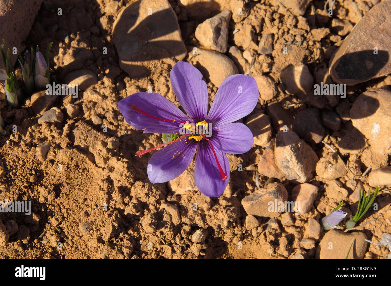 Real saffron, Consuegra, Castile-La Mancha, saffron crocus (Crocus ...