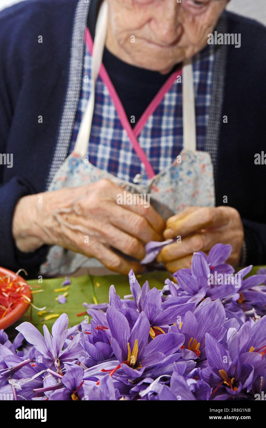 Pulling saffron threads, La Rosera saffron factory, Real saffron ...
