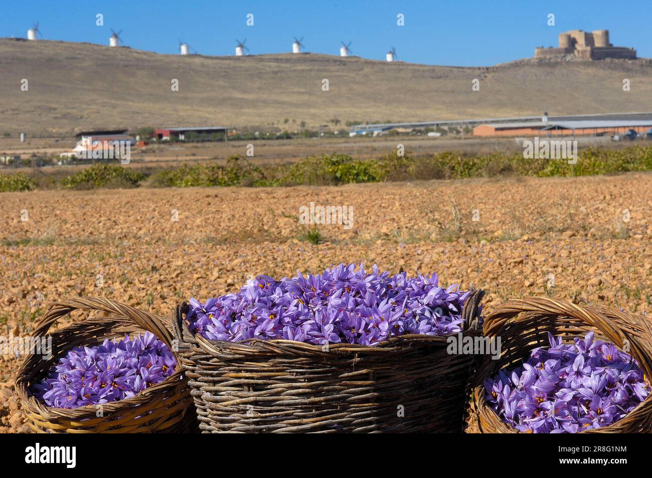 Real saffron, in basket, Consuegra, Castile-La Mancha, saffron crocus ...