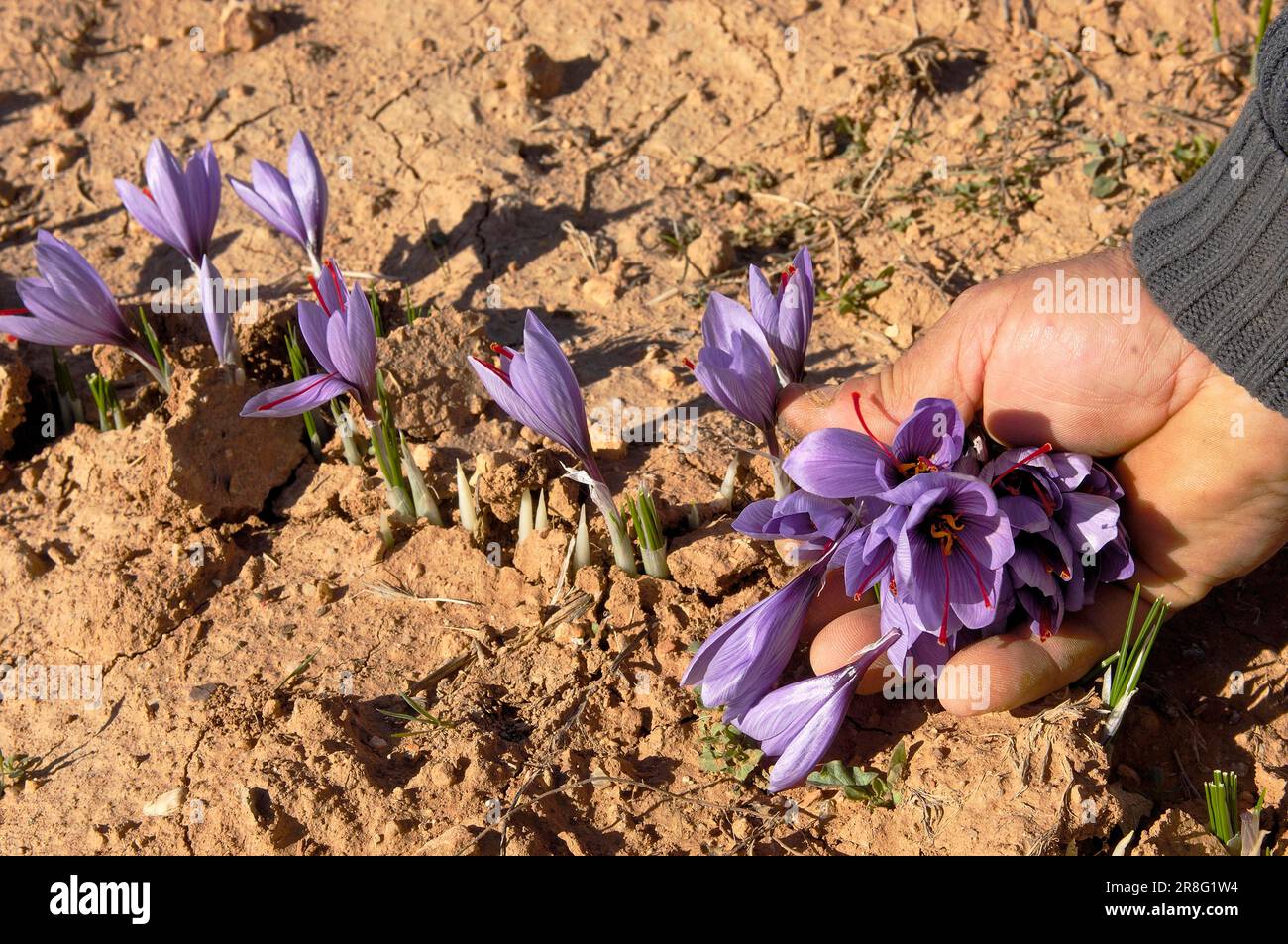 Real saffron, Villafranca de los Caballeros, Toledo province, Castile ...