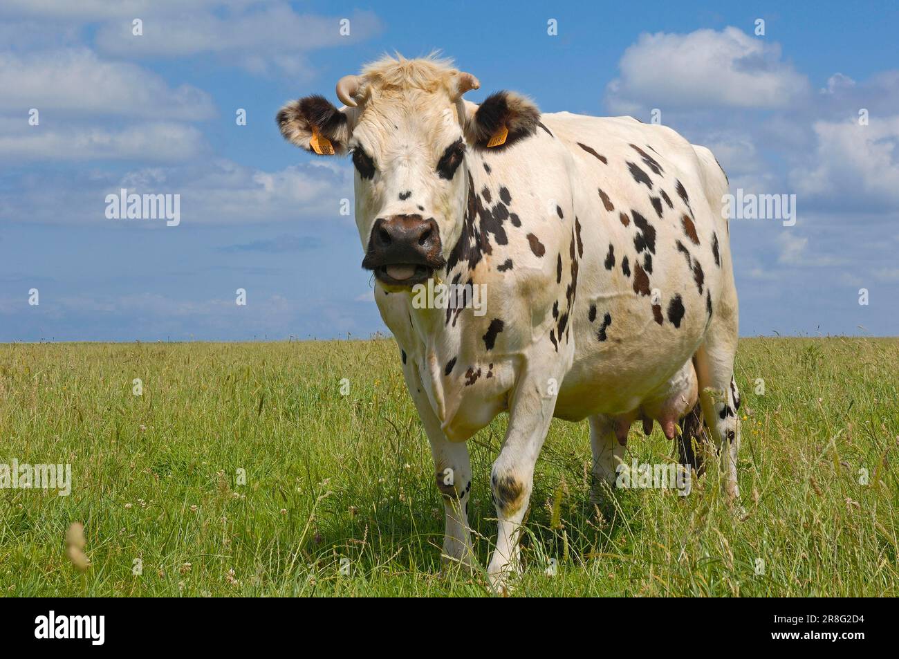 Normandy cattle, Lower Normandy, France, cow, cows, Basse-Normandie ...