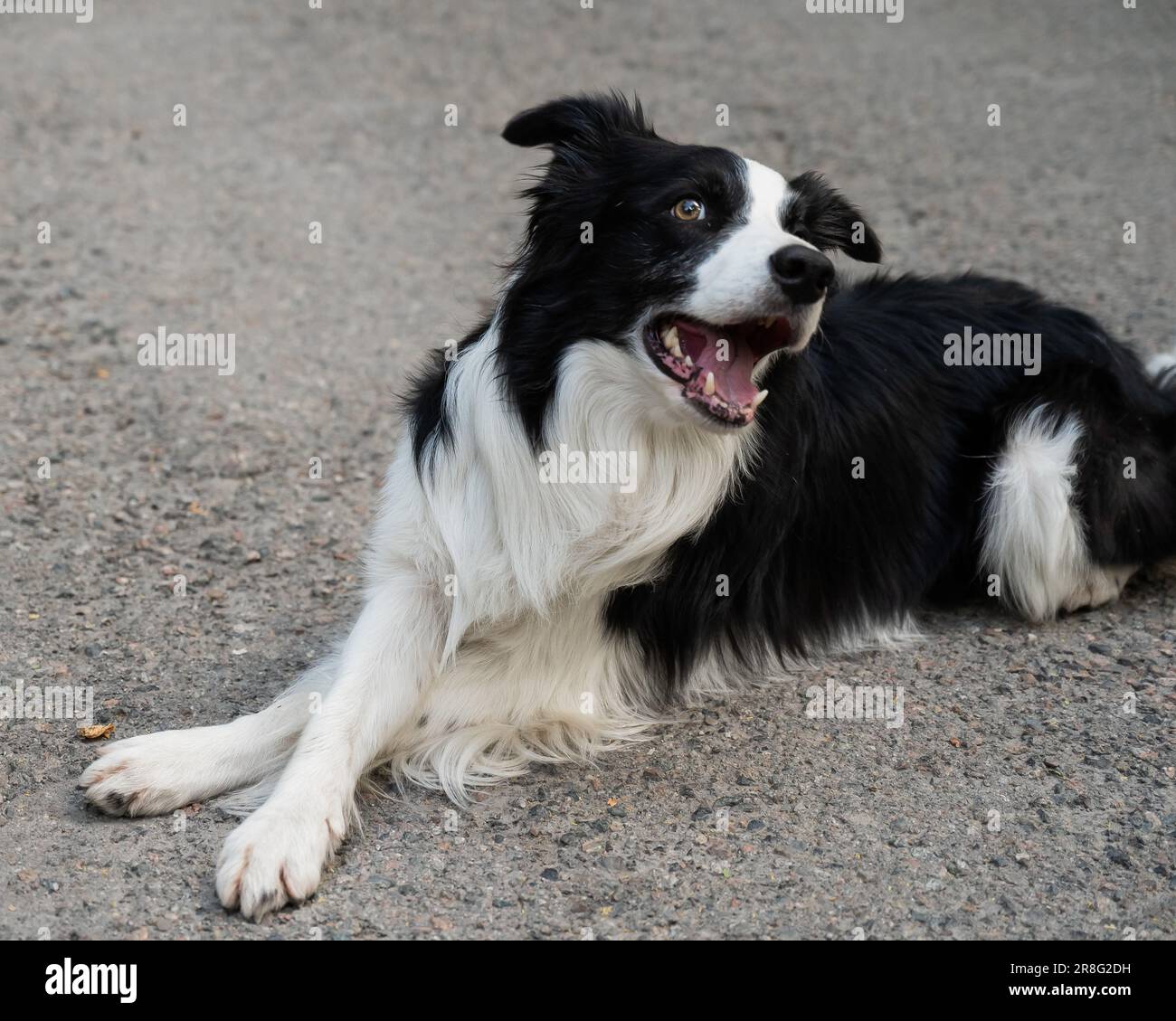 Black and white border collie lying on the pavement with crossed paws ...