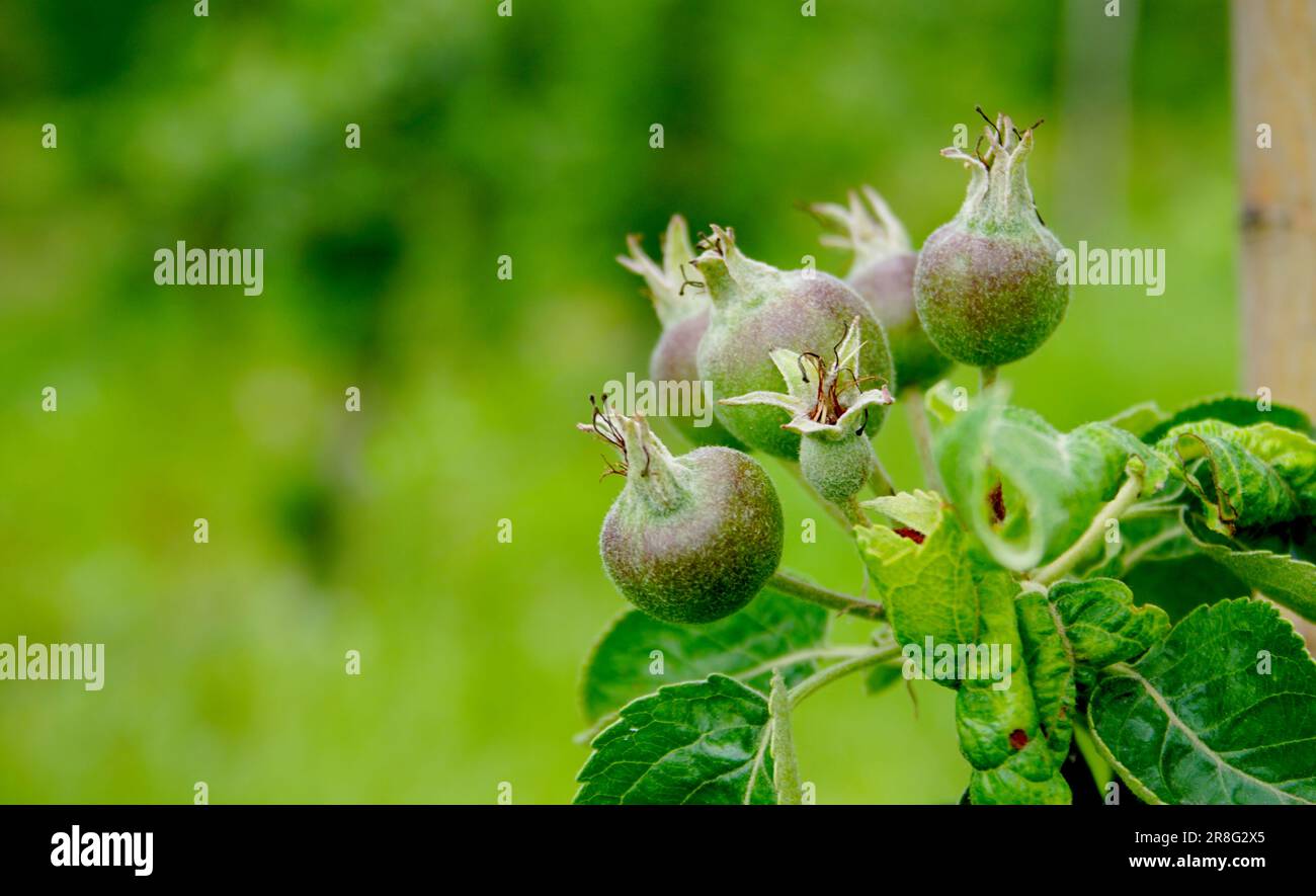 Young fruit apples growintg on a tree in garden. Young apple buds ...