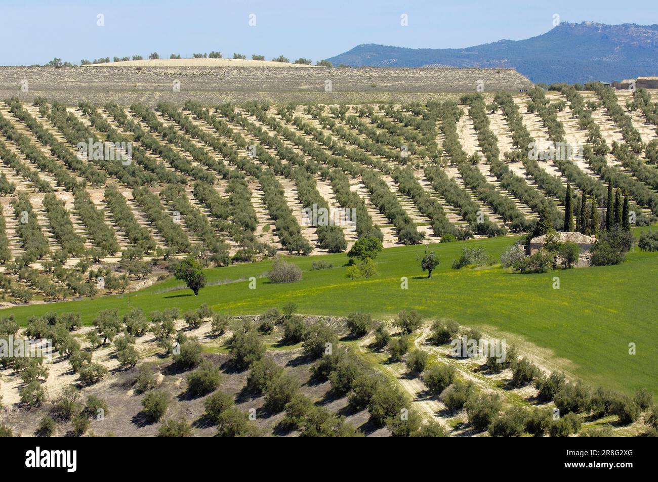 Olive plantation, Sierra de Cazorla, Segura y Las Villas National Park ...