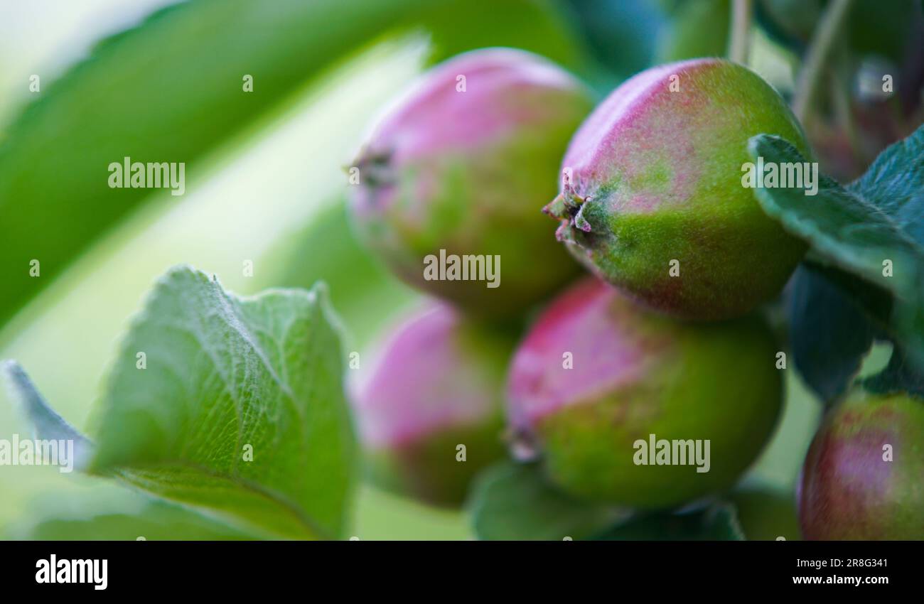 Young fruit apples growintg on a tree in garden. Young apple buds ...