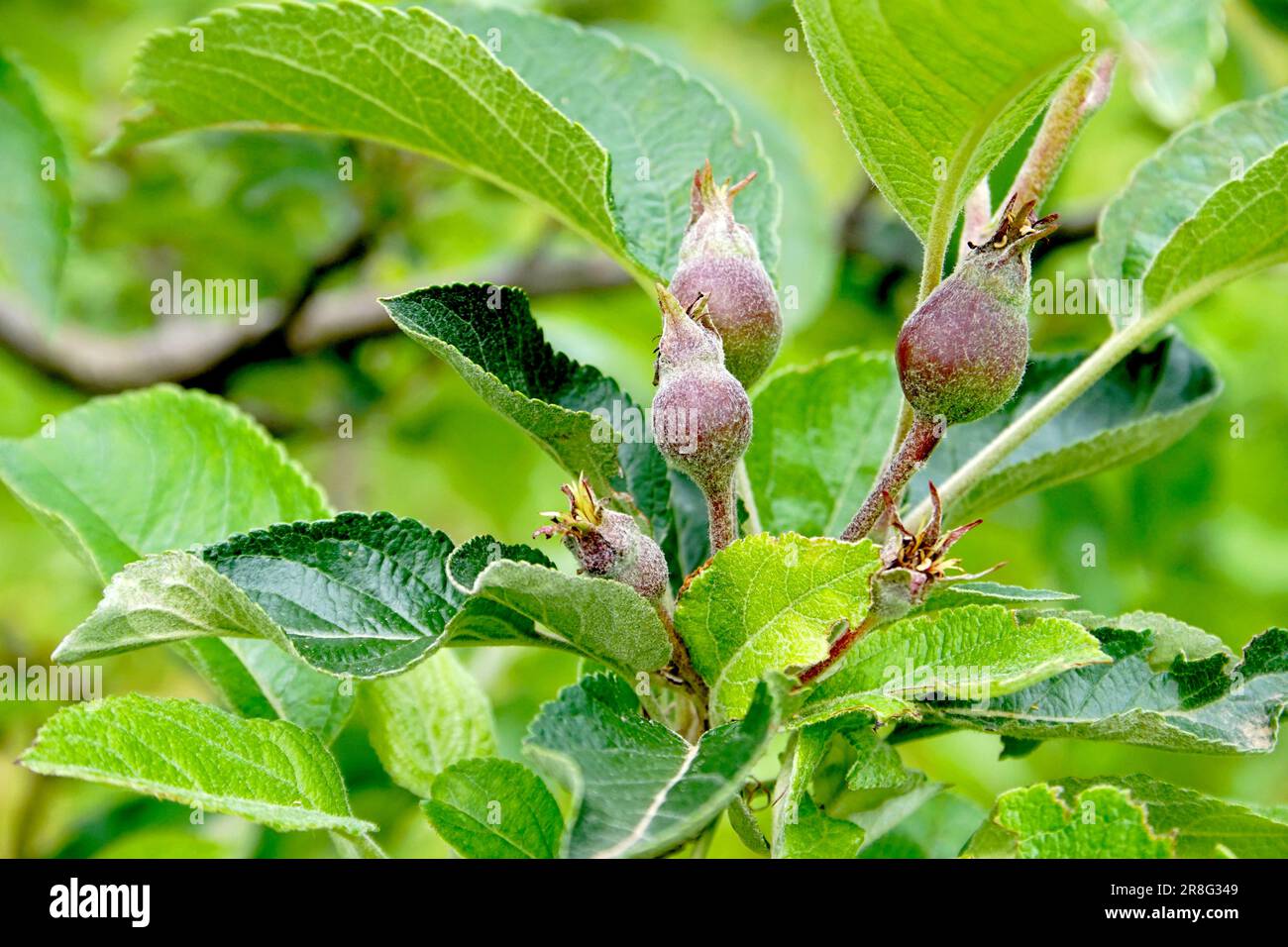 Young fruit apples growintg on a tree in garden. Young apple buds ...
