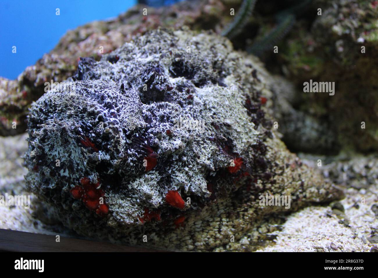 Meerestiere hi-res stock photography and images - Alamy