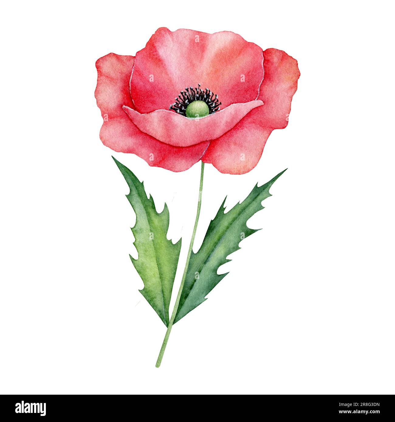 Watercolor red poppy flowers isolated on background. Blooming bright ...