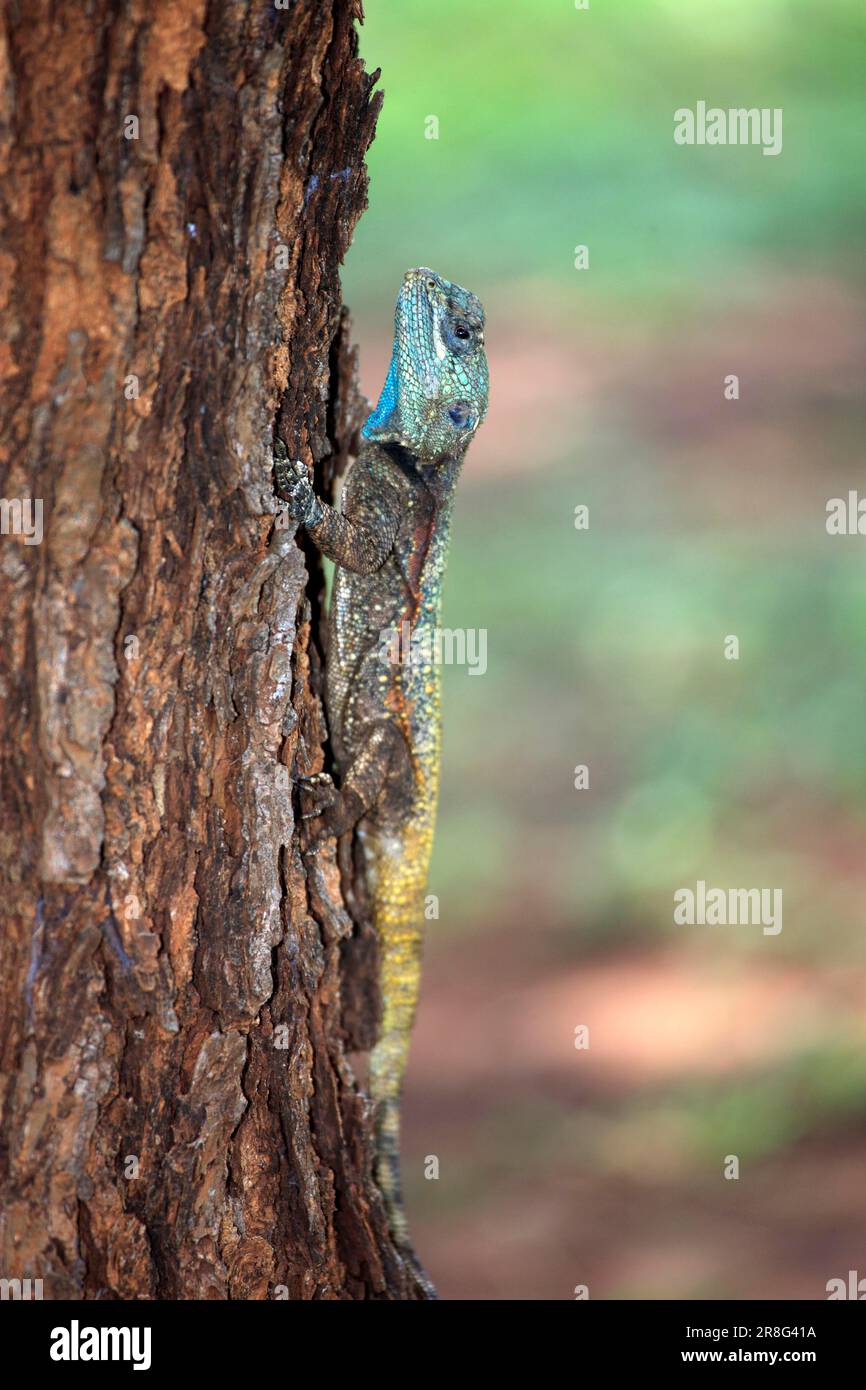 Blue-headed Tree (Agama), Kruger national park, South Africa ...