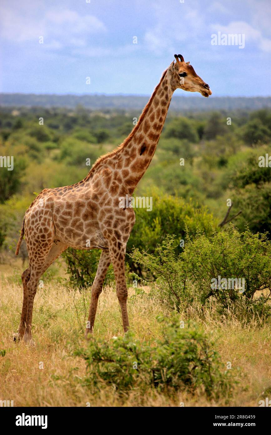Cape Giraffe (Giraffa camelopardalis giraffa), Kruger national park ...