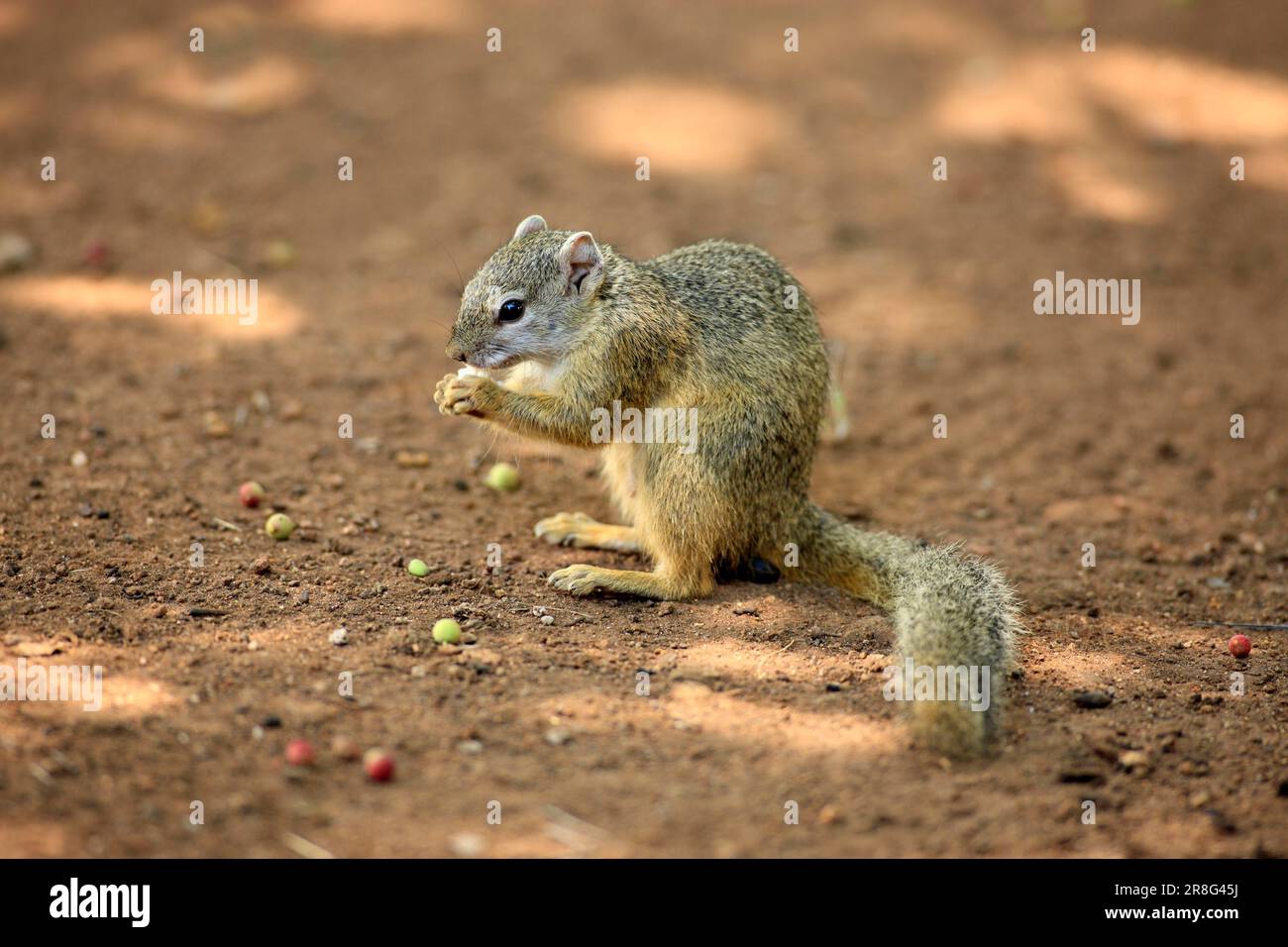 Smith's Bush Squirrel (Paraxerus cepapi), Kruger national park, South ...