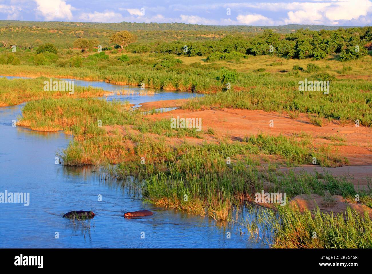 Hippos (Hippopotamus amphibius) in the Letaba River, Kruger National ...