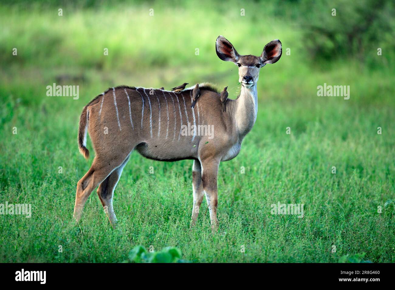 Greater Kudu (Tragelaphus strepsiceros), female, with Oxpeckers ...