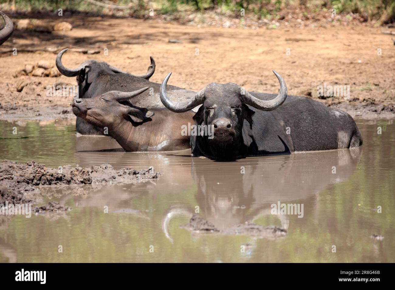African buffalo (Syncerus caffer) in waterhole, Kruger National Park ...