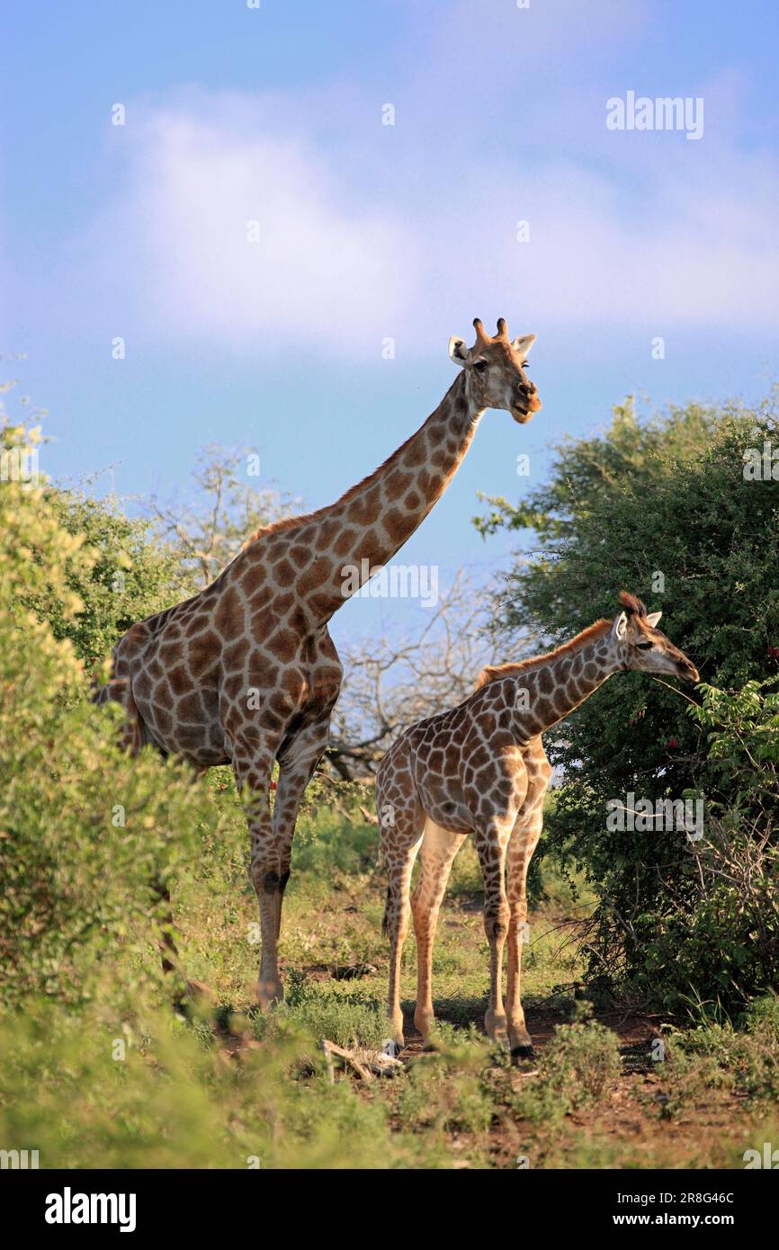 Cape Giraffe (Giraffa camelopardalis giraffa), female with young ...