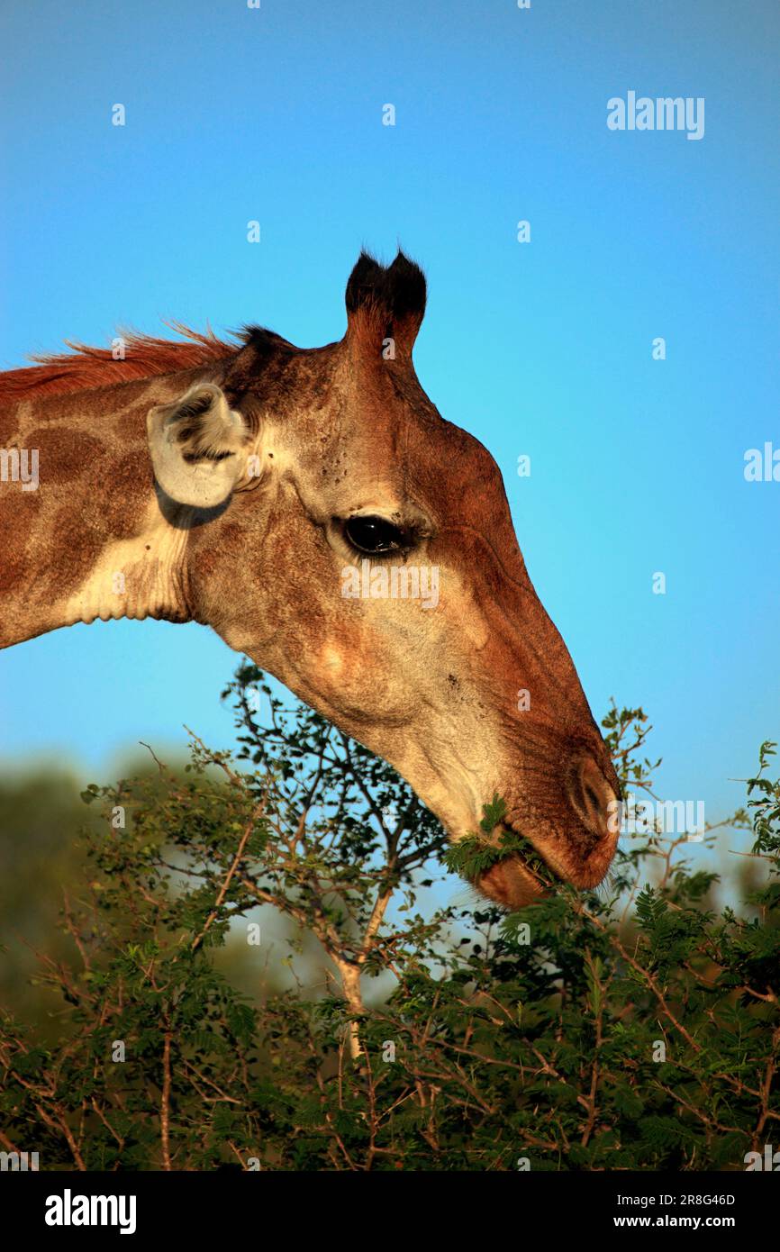 Cape Giraffe (Giraffa camelopardalis giraffa), Kruger national park ...