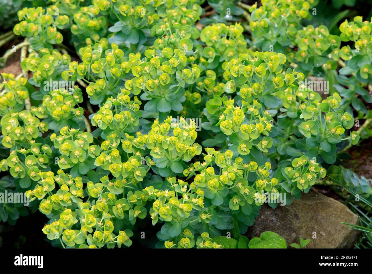 Creeping myrtle spurge (Euphorbia myrsinites), Donkey's tail, Myrtle ...