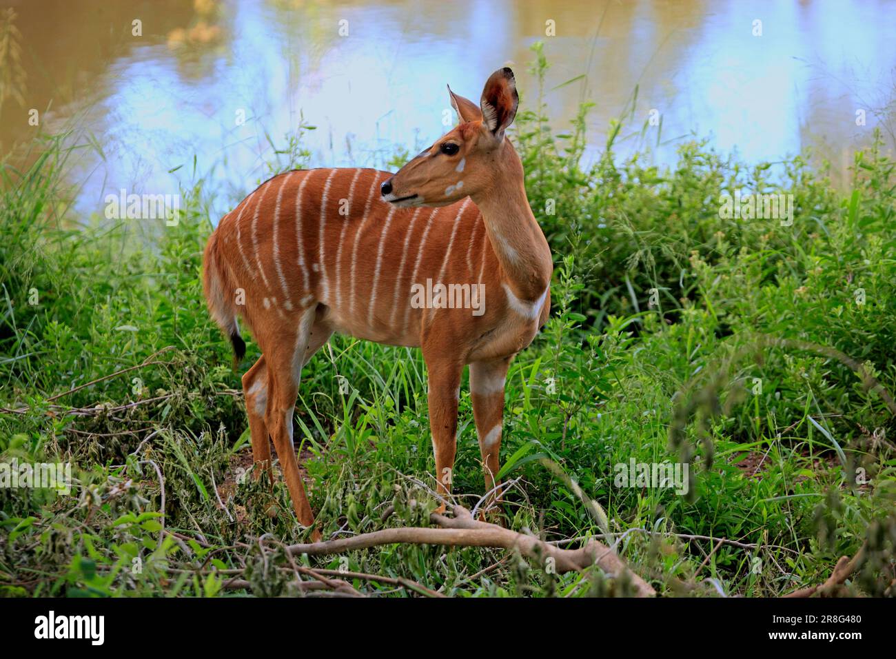 Nyala, female, Kruger national park, South Africa (Tragelaphus angasi ...