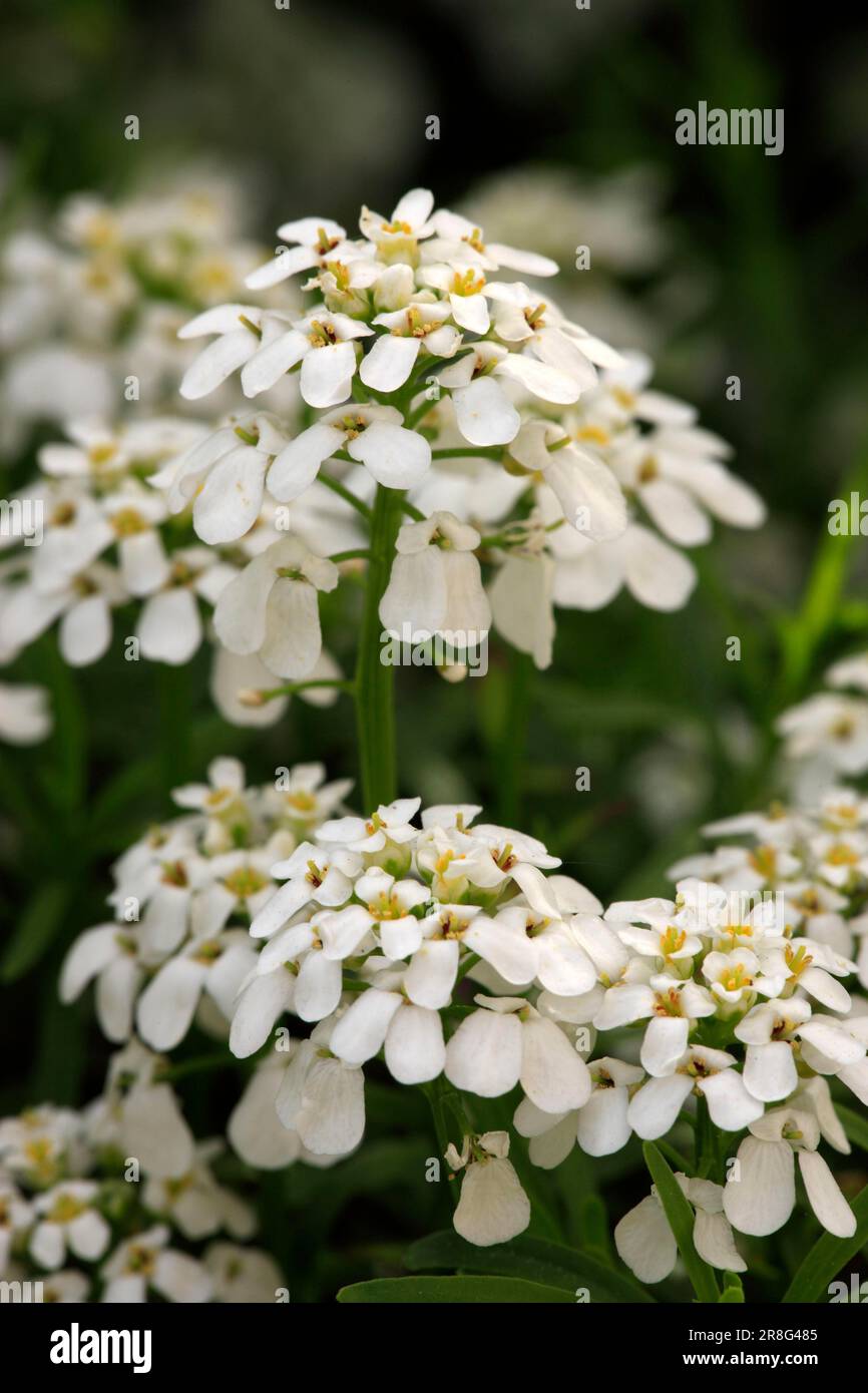 Evergreen evergreen candytuft (Iberis sempervirens Stock Photo - Alamy