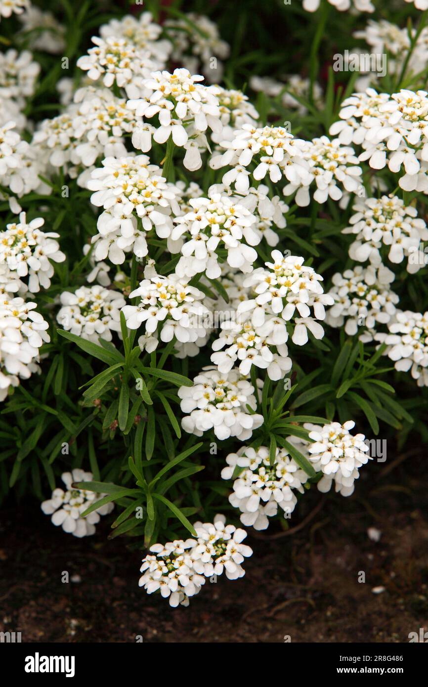 Evergreen evergreen candytuft (Iberis sempervirens Stock Photo - Alamy