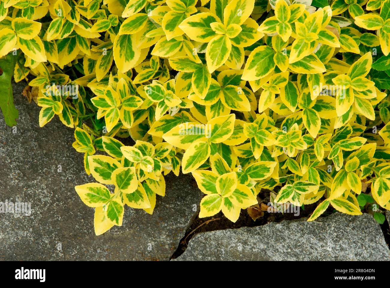 Yellow creeper spindle 'Emerald'n Gold' (Euonymus fortunei), climbing ...